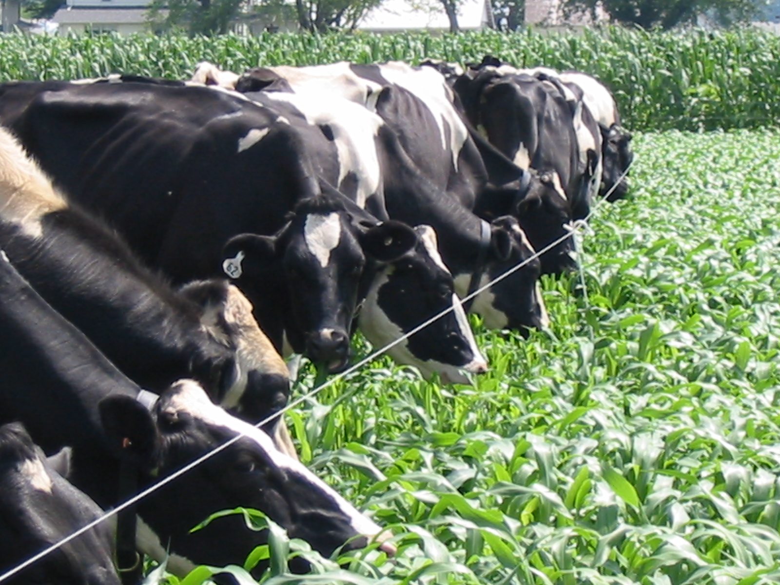 Pick Your Summer Annuals - King's AgriSeeds