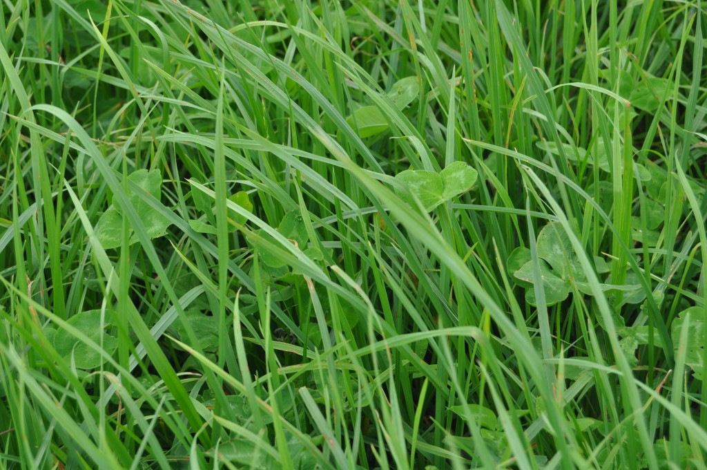 Organic Star - King's AgriSeeds