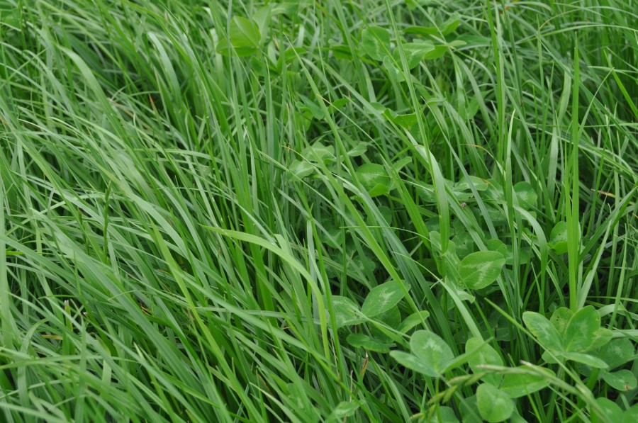 Perennial Forage Mixtures | Hay Seed for Sale | King's Agriseed