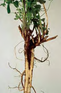 When should you take out your alfalfa stand? - King's AgriSeeds