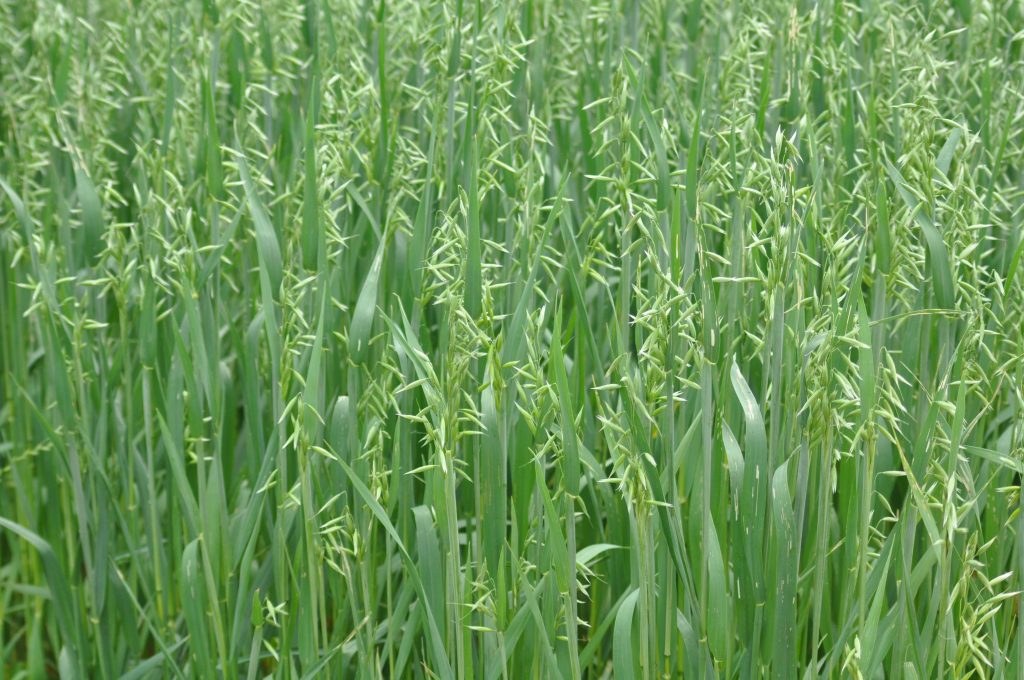 Small Grains for Soil Health: Versatile Cover Crops