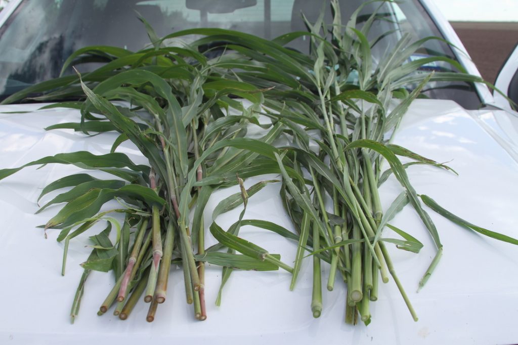 Kings AgriSeeds & Southeast AgriSeeds Summer Lineup