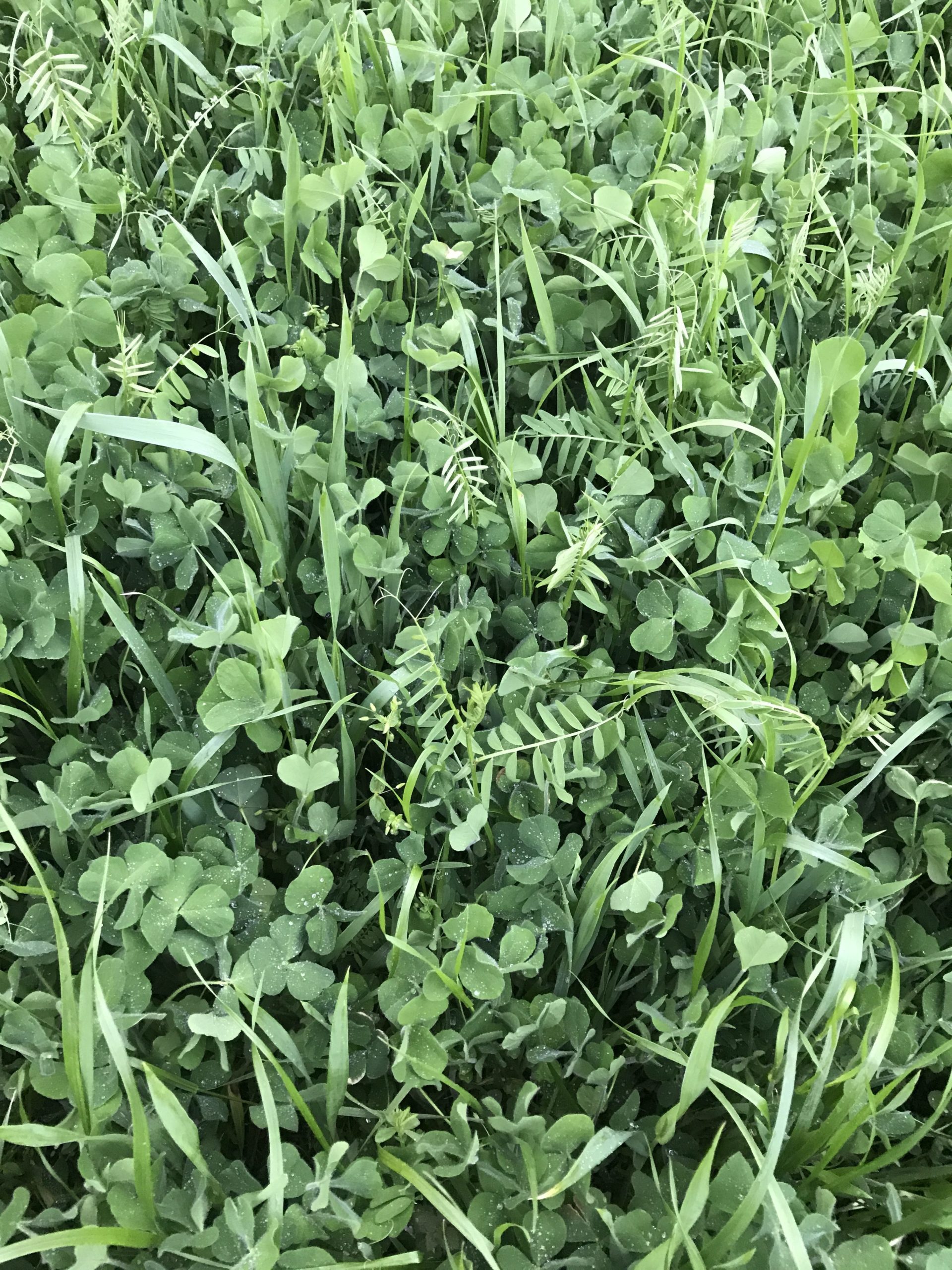 Soil Builder Plus: Grass Vs. Legume Expression