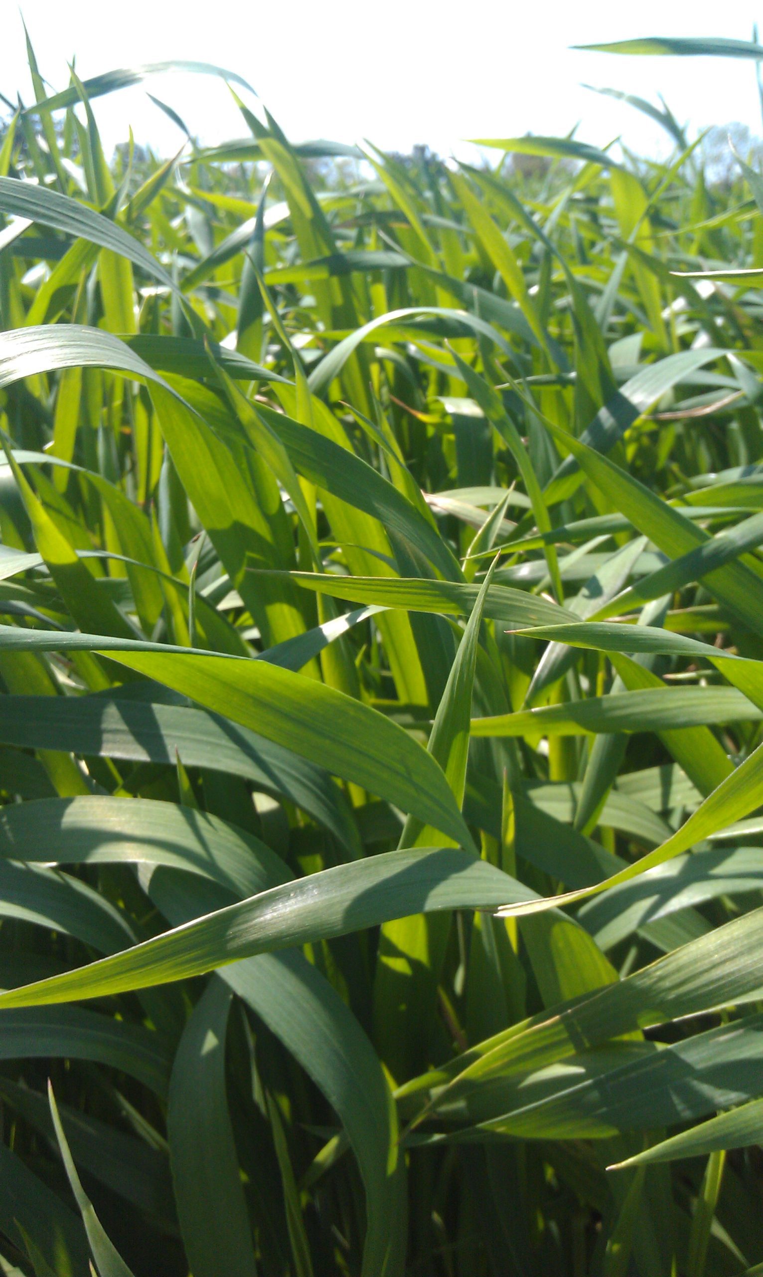 Cover Crop Termination - King's AgriSeeds