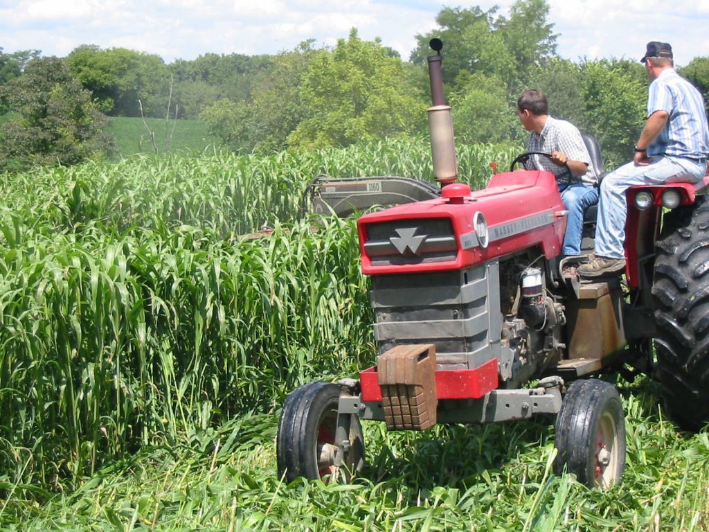 The Summer Annual Manual | Summer Annuals - King's AgriSeeds