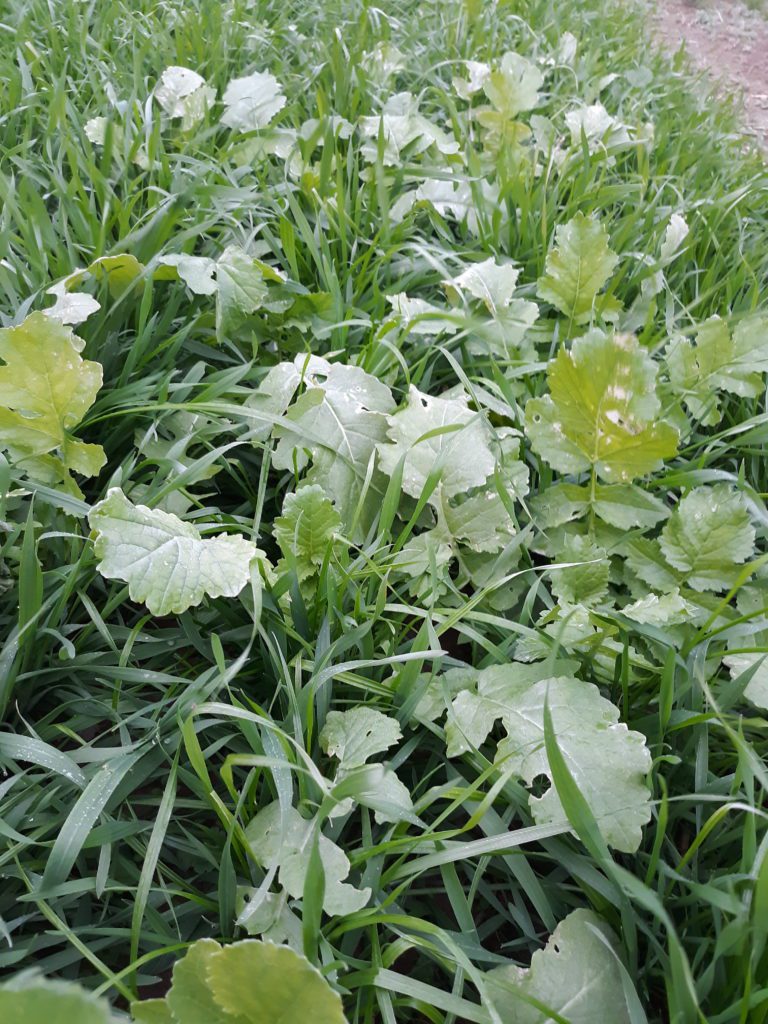DART Seed Mix - King's AgriSeeds