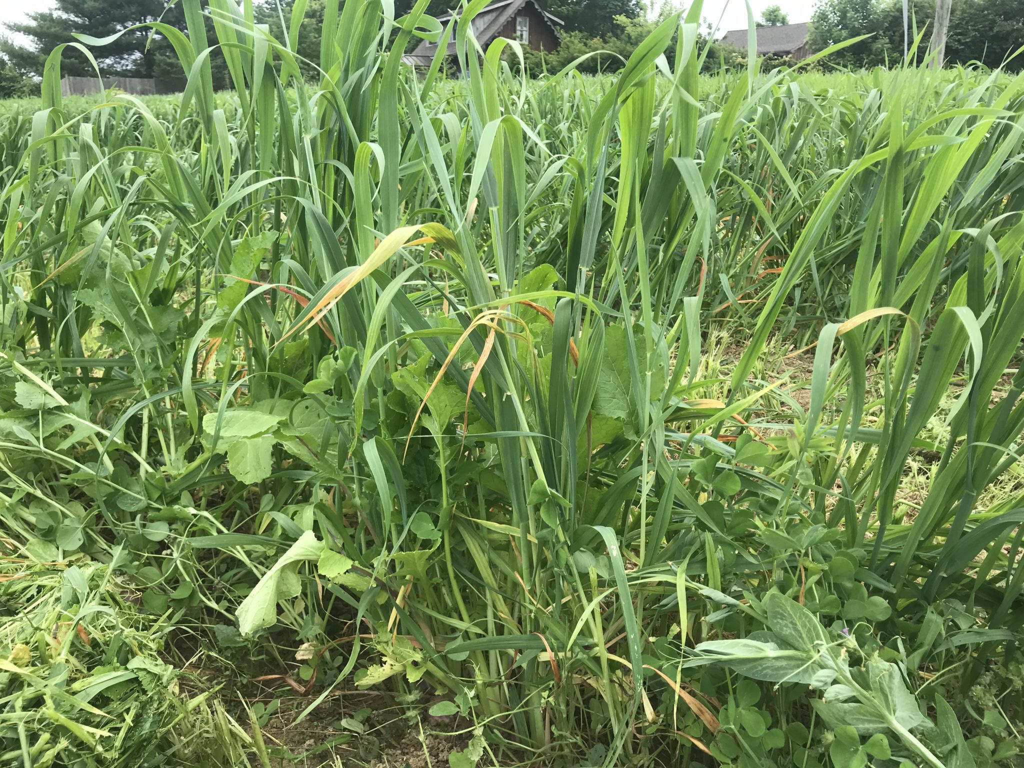 Cover Crop Seed Mixes & Individuals | Buy in Bulk