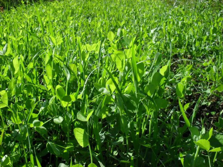 4010 Peas - Nutritious Forage Peas for Feed & Cover