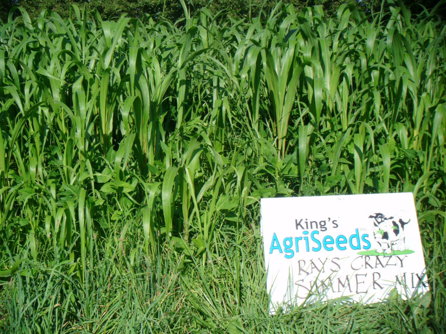Cover Crop Seed Mixes & Individuals | Buy in Bulk