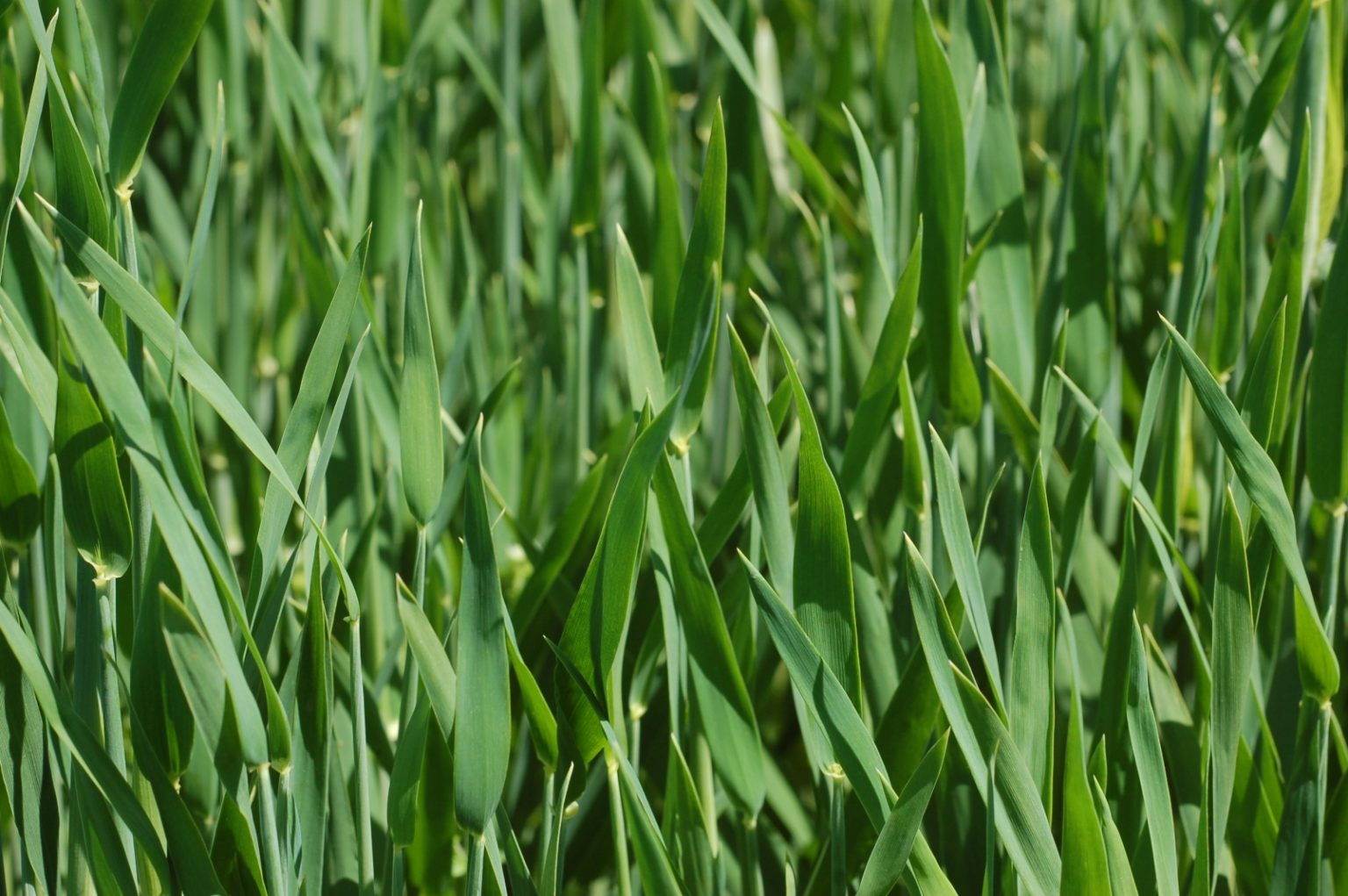 Cool Season Annuals | Forages and Crop Cover Seed | King's AgriSeed