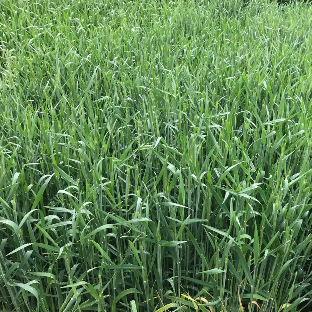 KWS Propower Hybrid Rye - King's AgriSeeds