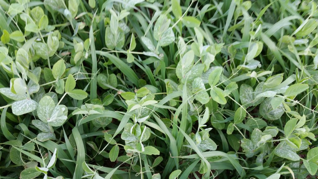 Cover Crop and Forage With Oat & Field Pea Mix