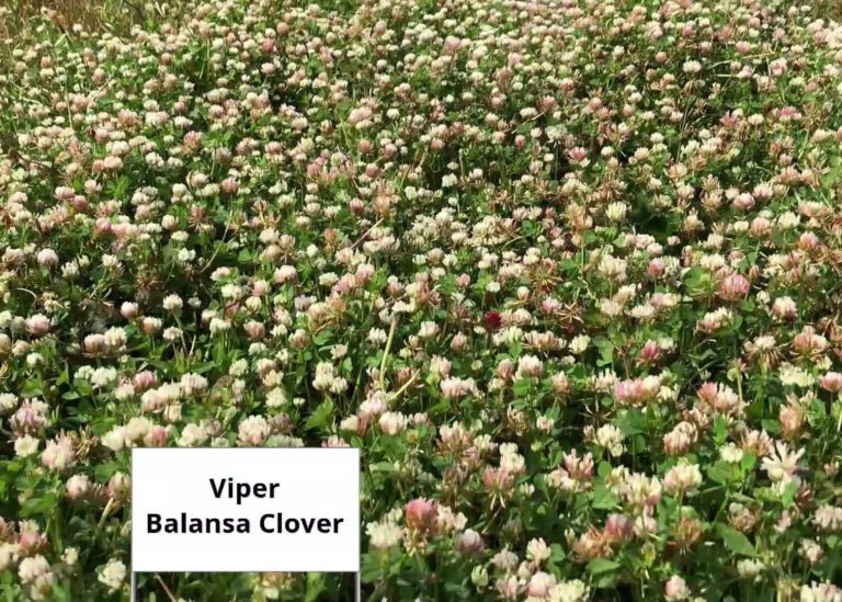 Clover - Viper Balansa - King's AgriSeeds