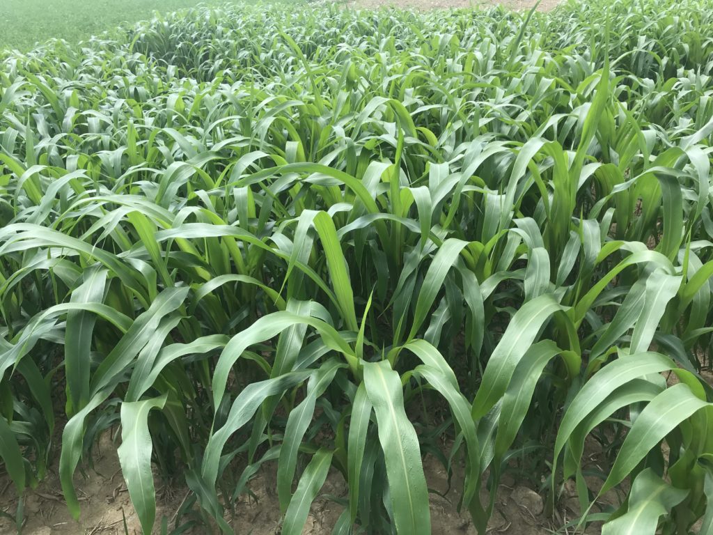 King's AgriSeeds | Forage Sorghums | Sorghum-sudans | Sudangrass