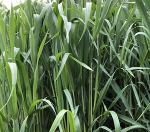 Surge Triticale - King's AgriSeeds